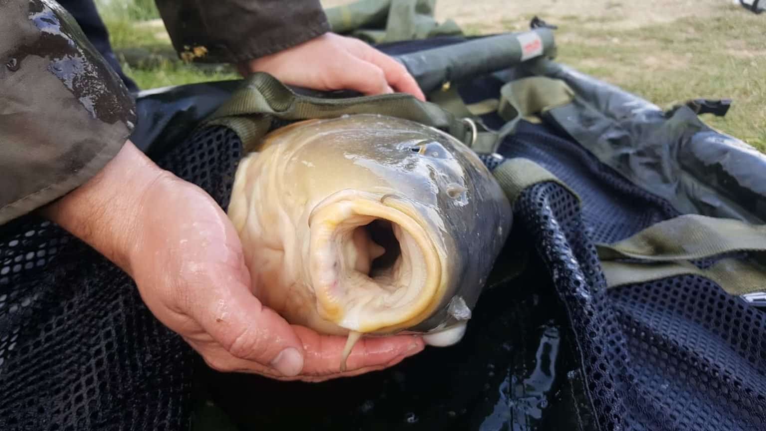 Float Fishing for Carp: A Basic Guide - Fishing Again