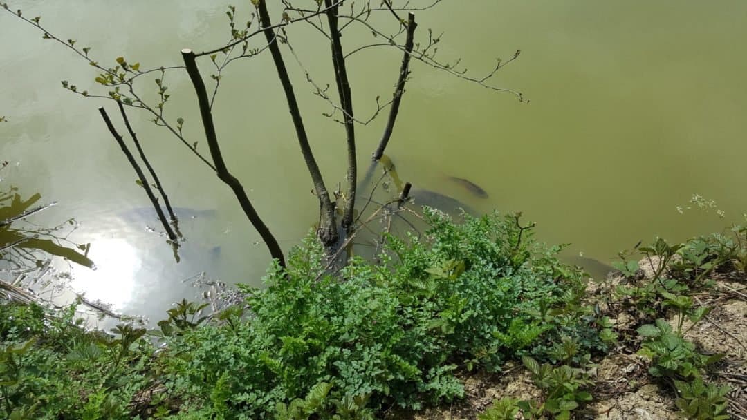 What is Spodding? An Overview of Tackle, Tips & Techniques