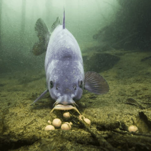 The Combi Rig — The UK's Most Popular Day-Ticket Carp Rig Explained ...