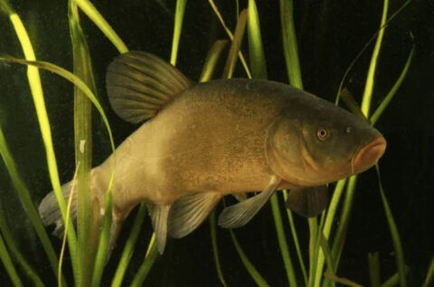 How to Catch Tench – An Introduction to Tench Fishing